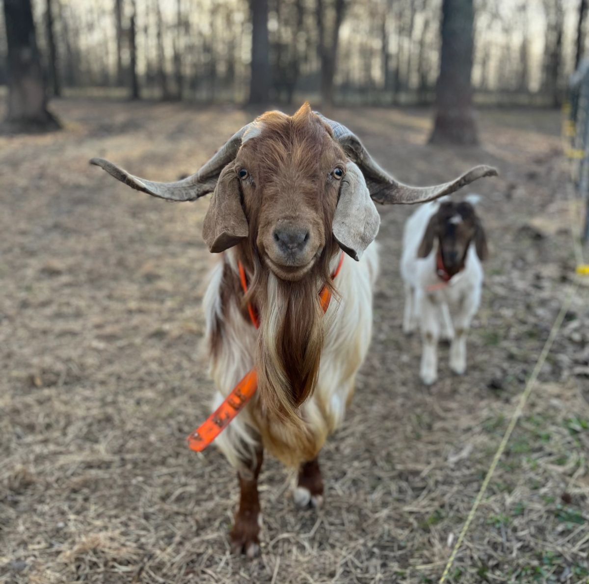 Commercial Boer Goats