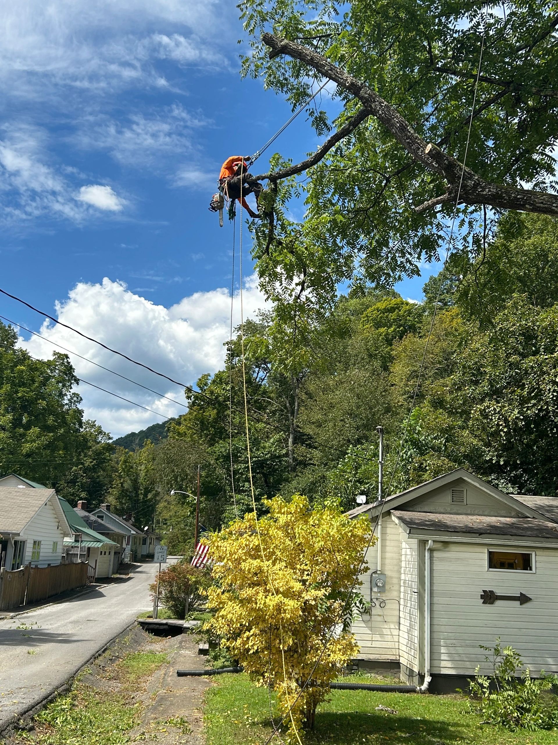 Professional Tree Services | Summit Arbor Company