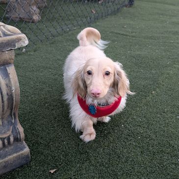 Manchester Dog Park & Social Club - Where Dogs Play and Socialize