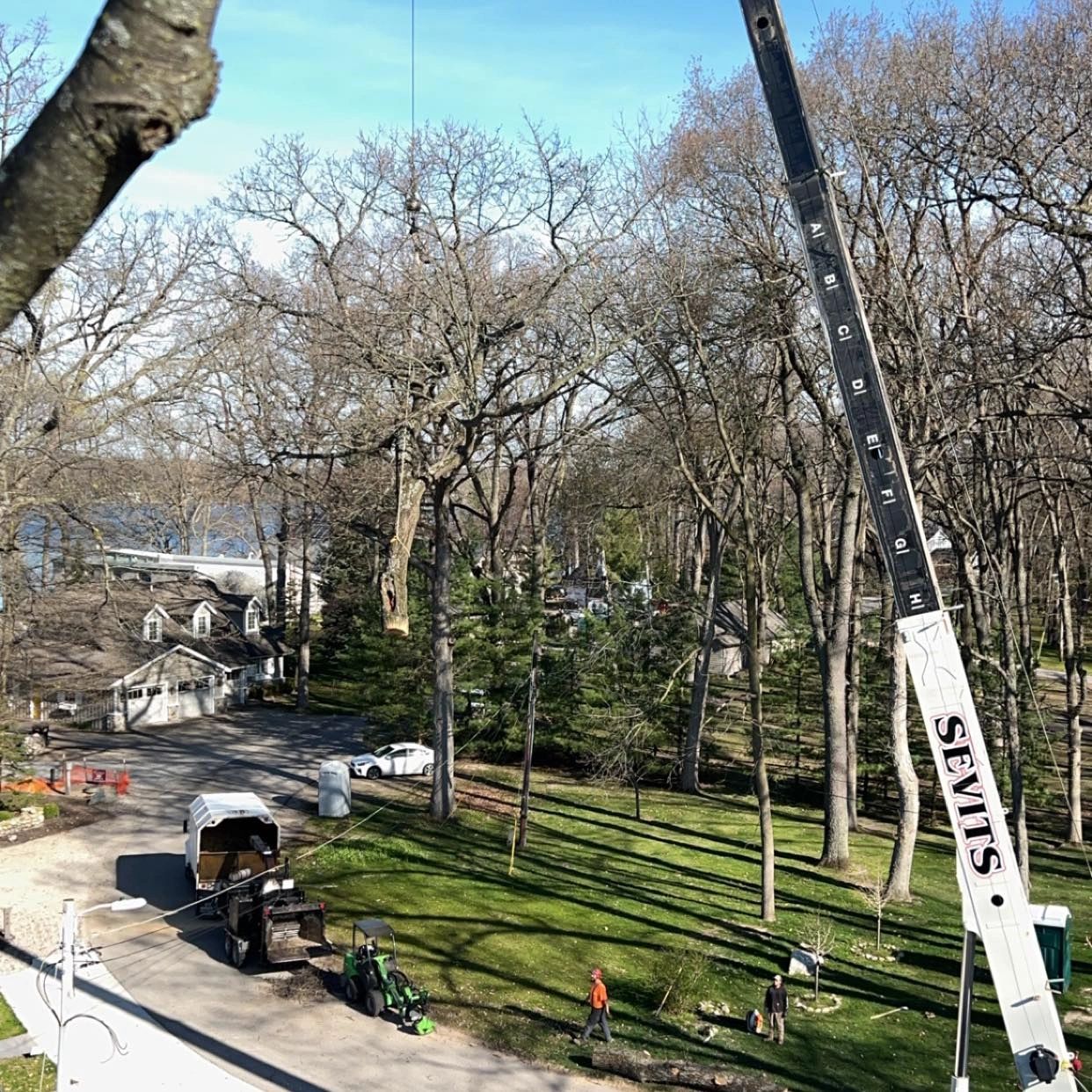 Professional Tree Removal Services
