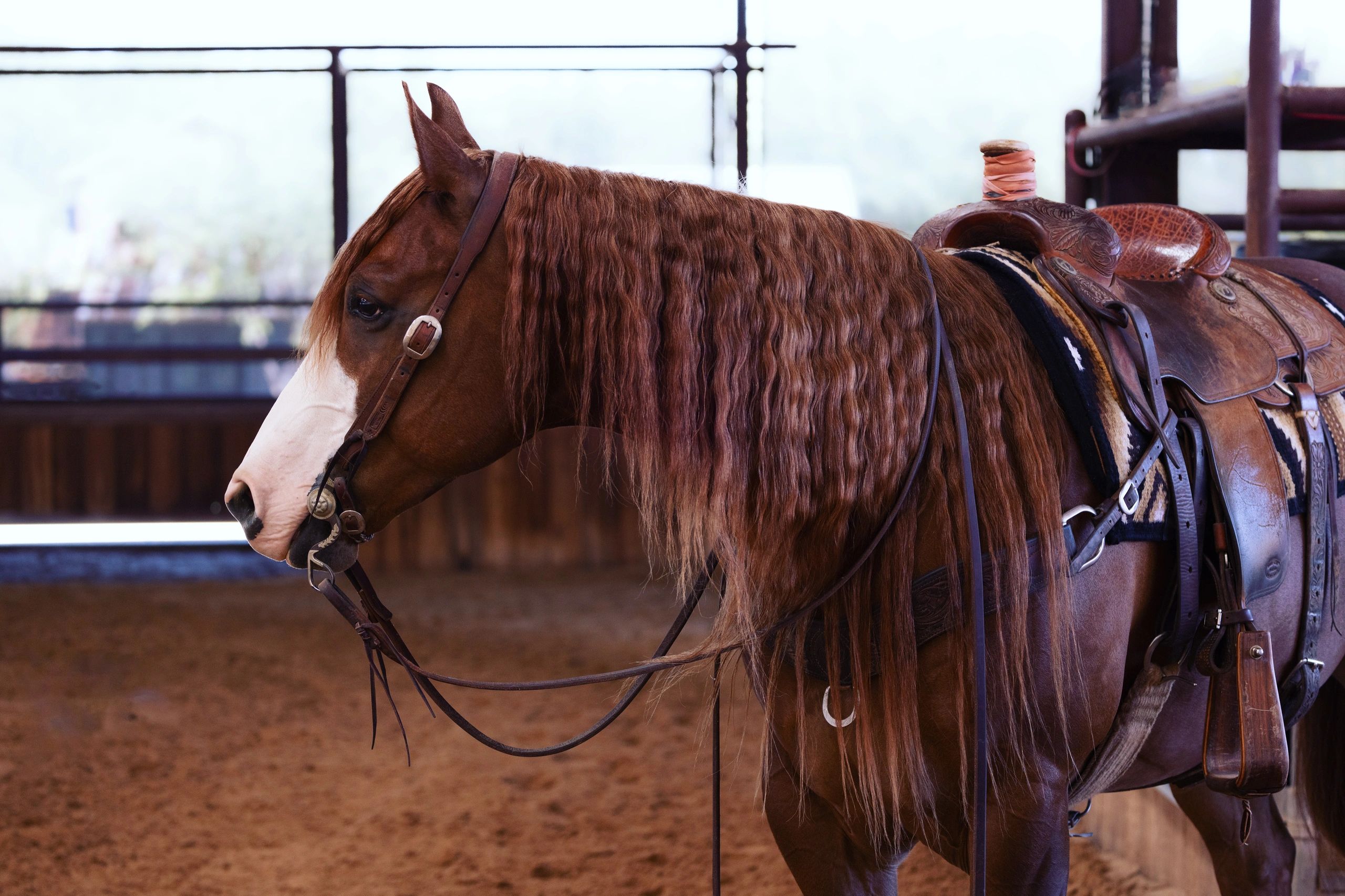 777 Ranch Performance Horses