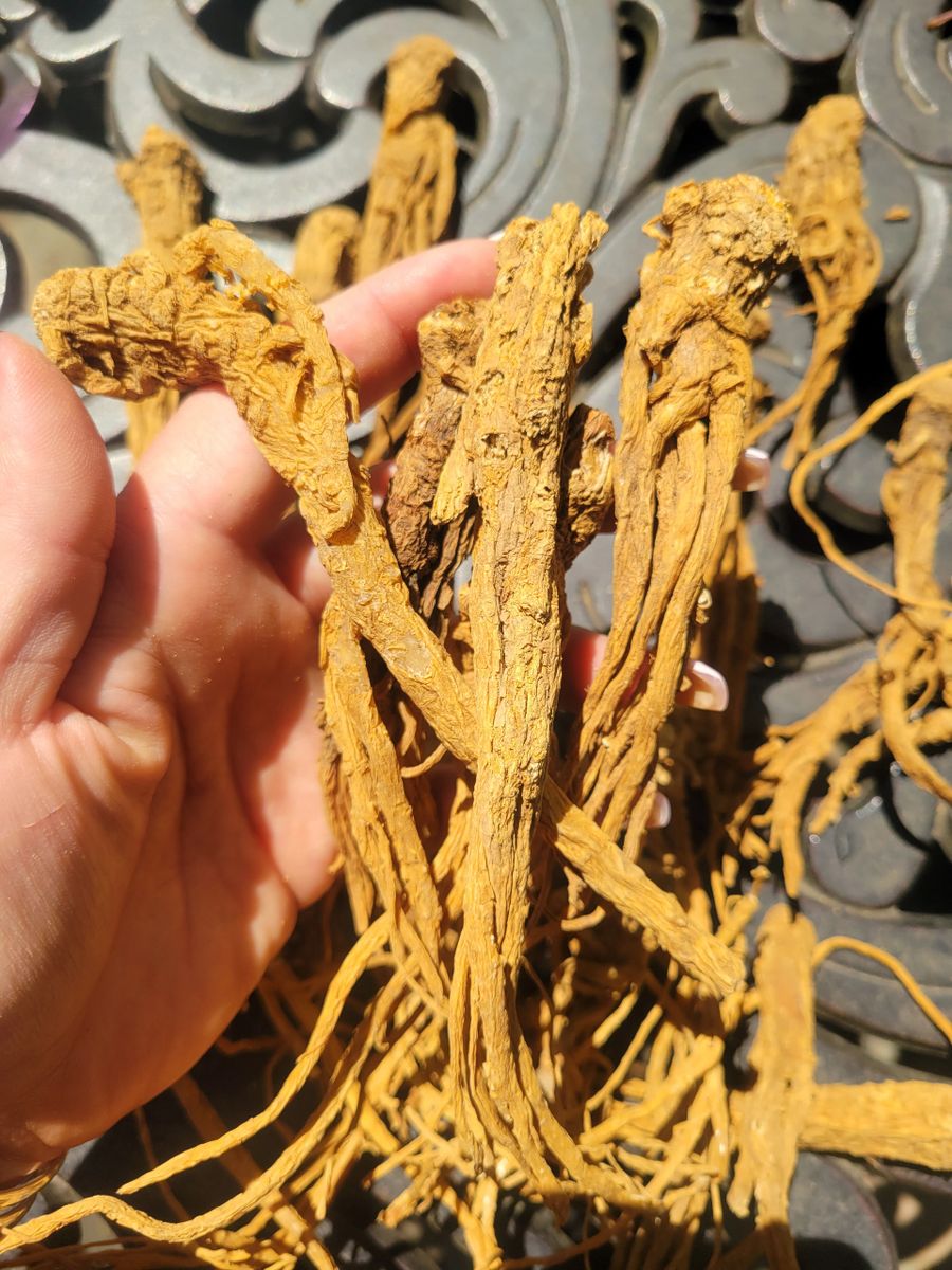 Small Whole Master Root 6 Inch-St. Michael-Protection, Power, Luck