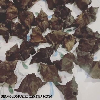 Devil Nut-Set of 10-Good Luck, Protection, Breaks Jinxes, Hexes