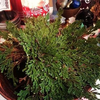 Rose of Jericho-Wealth, Purification, Communication with Spirits