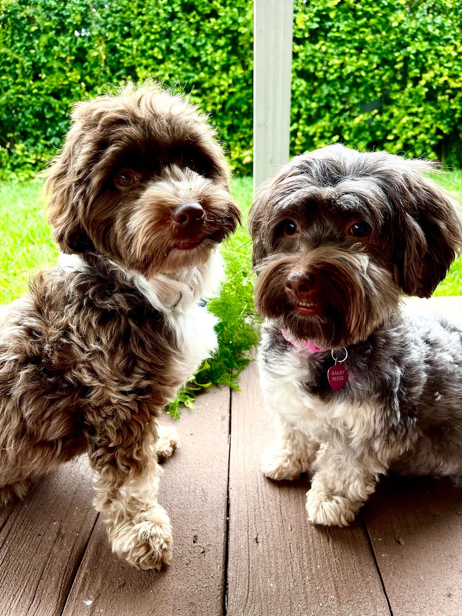 Havareese Havanese - Chocolate Havanese Puppies, AKC Havanese Puppies