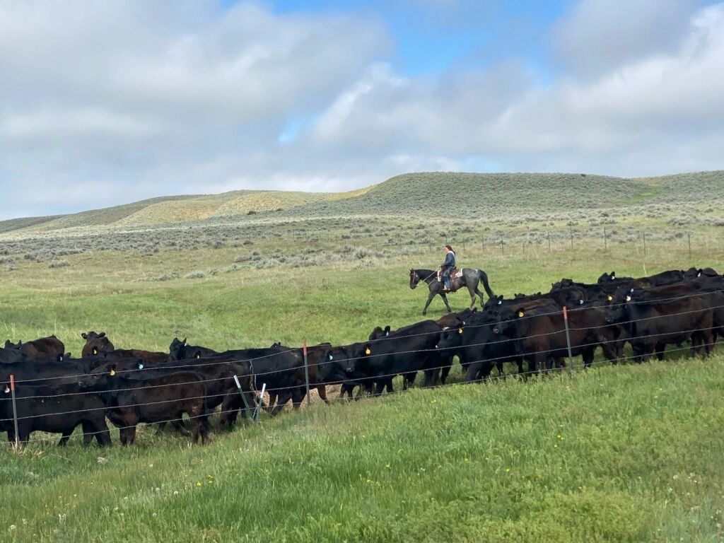 Clarks Fork Angus and Simmental