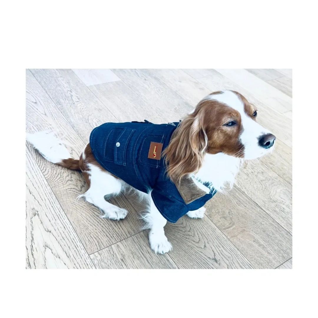 Luxury Denim Fashion for Pets - Cooper&Cosmo Fashion