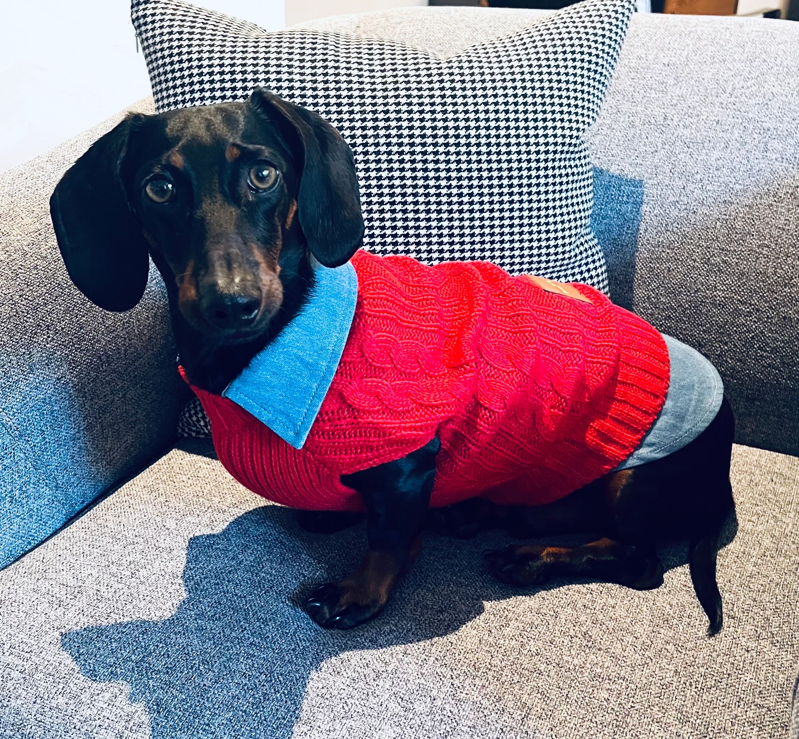 Cooper&Cosmo Fashion - Our Journey in Pet Fashion