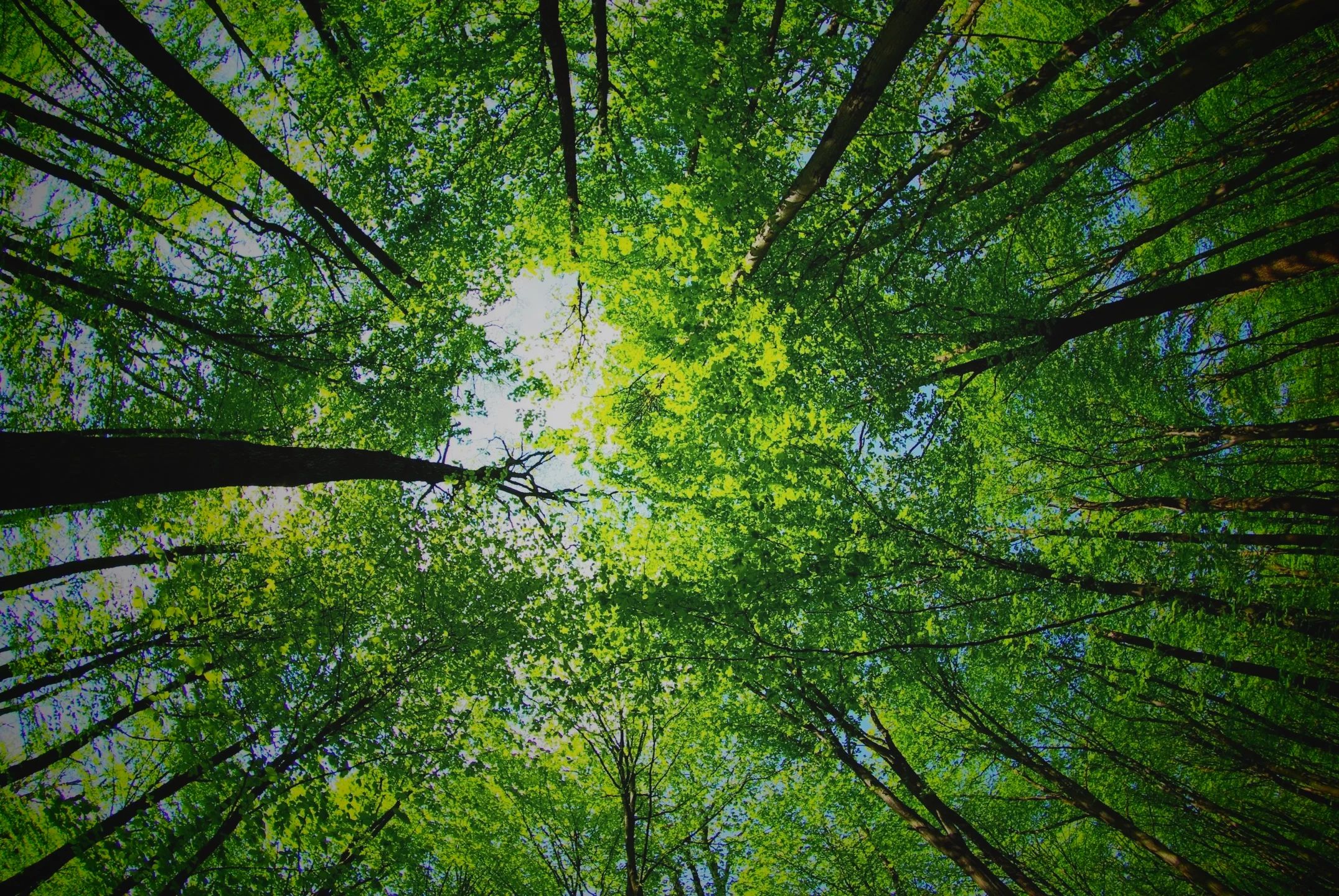 Rooted: HOME