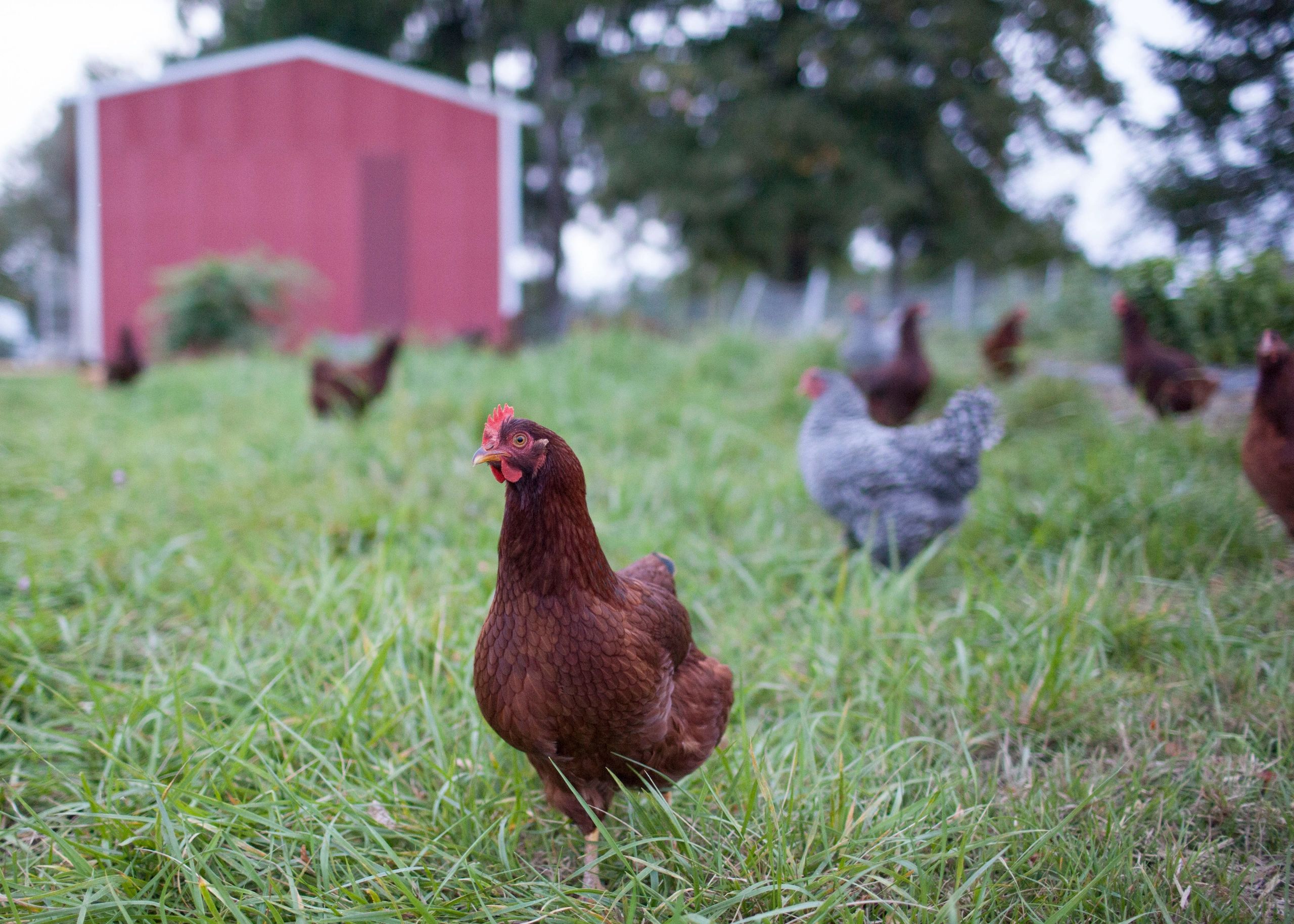 Harvest Bell Farm