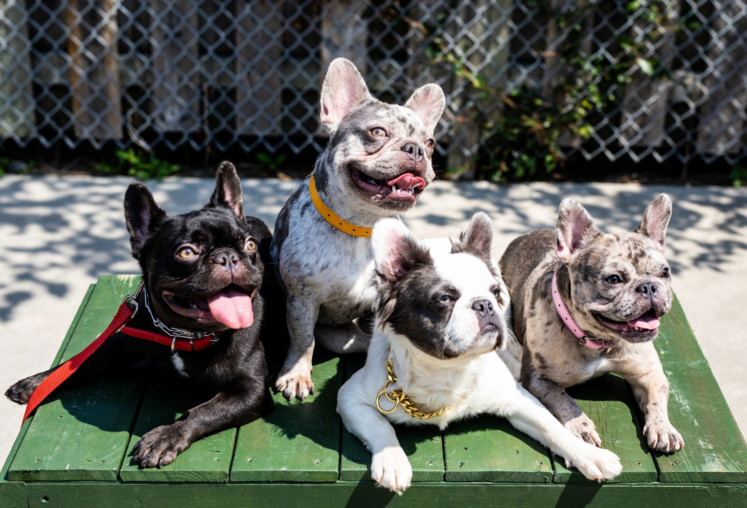 Find Your Perfect Frenchie Puppy at Pipsqueak Mansion
