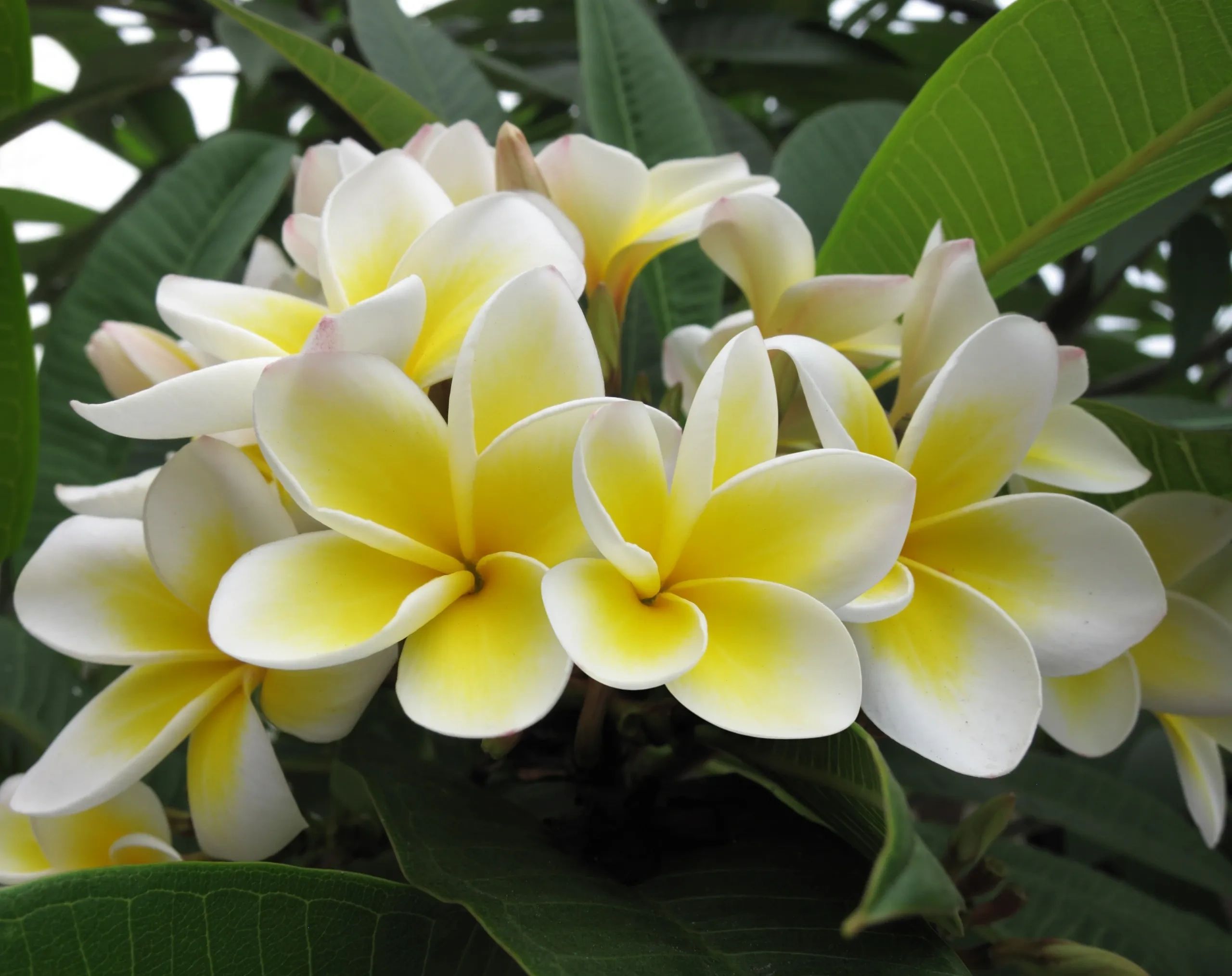 CBT Therapy in Covington, WA - Kim P. McClain, MA, LMHC