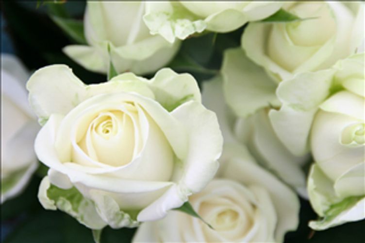 Myriad Flowers International