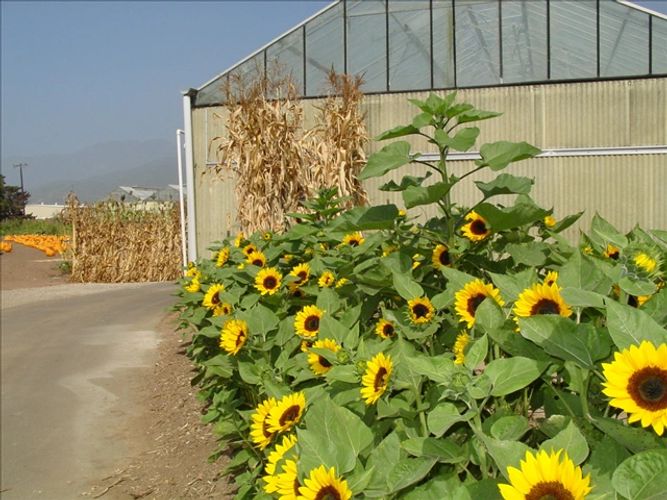 Myriad Flowers International