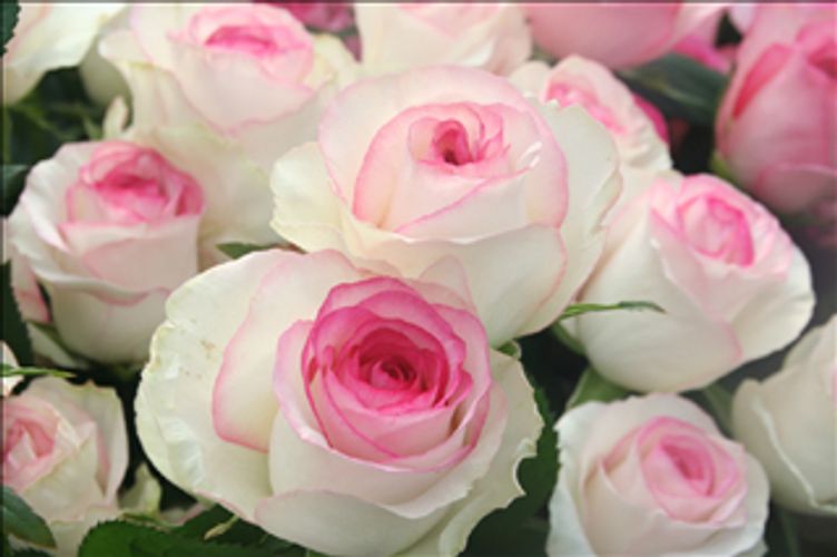 Myriad Flowers International