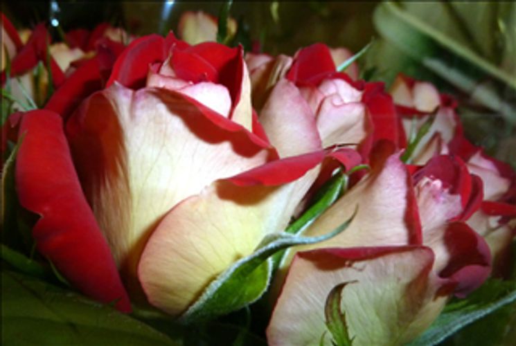 Myriad Flowers International