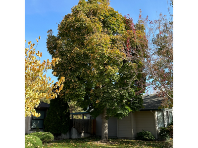 Professional Tree Trim Near Me | On the Block Landscape and Tree Service