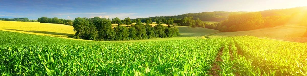 S-E-M Service & Solution - Organic Consulting