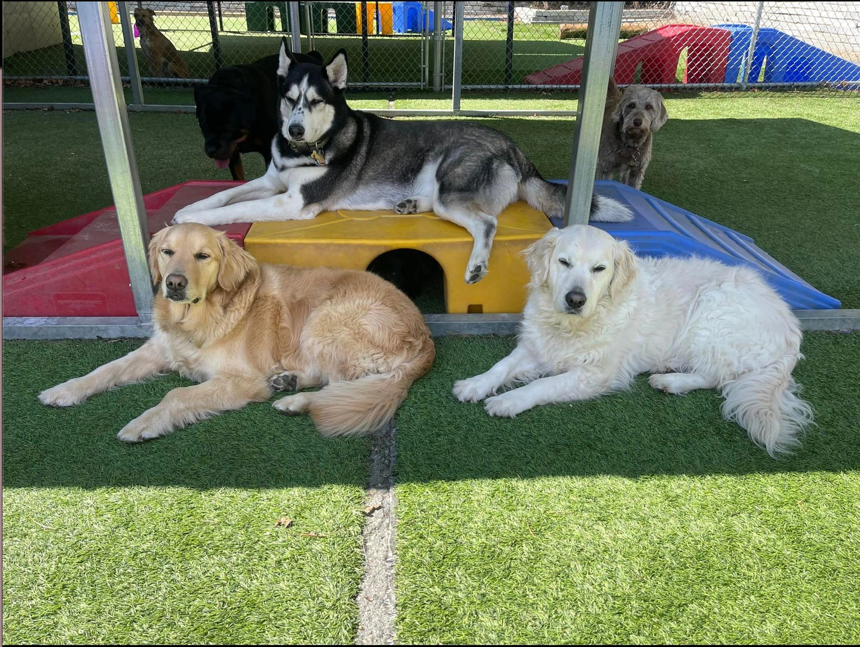 Home of BeachDogz Daycare