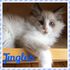 Camelot's Ragdolls - Ragdoll Kittens, Cats, Pets