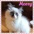 Camelot's Ragdolls - Ragdoll Kittens, Cats, Pets