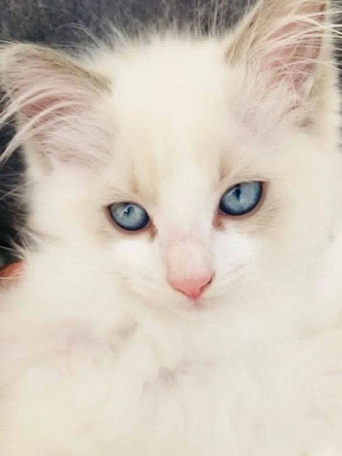 Camelot's Ragdolls - Ragdoll Kittens, Cats, Pets