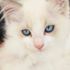 Camelot's Ragdolls - Ragdoll Kittens, Cats, Pets