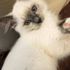 Camelot's Ragdolls - Ragdoll Kittens, Cats, Pets