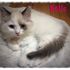 Camelot's Ragdolls - Ragdoll Kittens, Cats, Pets