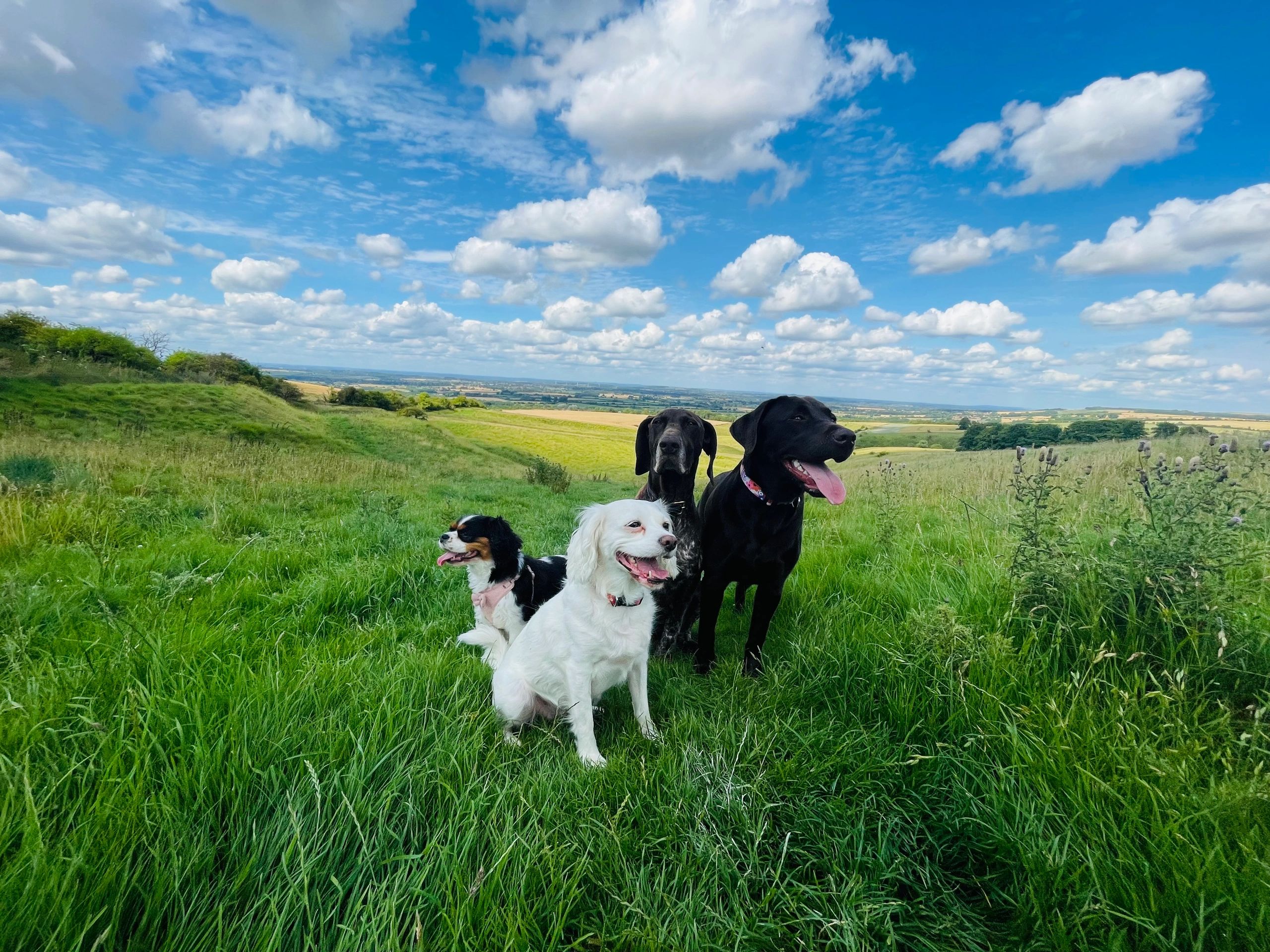 Badbury Pet Adventures