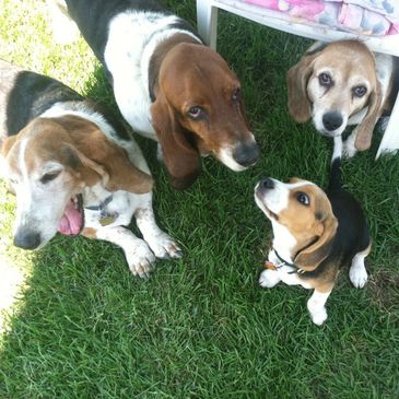 Columbia Mountain Kennels