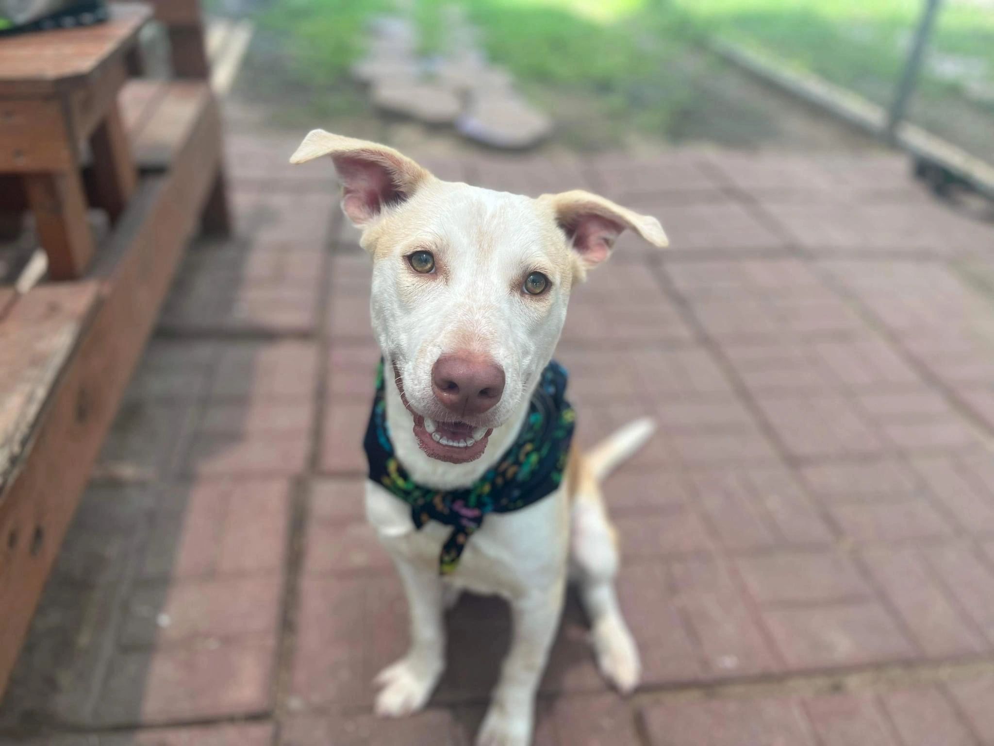 About Us | Homerunhounds