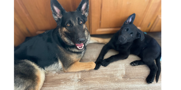 German Shepherd Puppies for Sale in Kansas City - AKC Puppies
