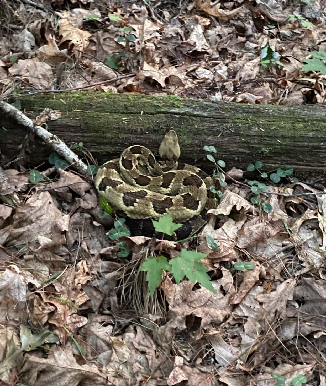 Timber Rattlesnakes in Virginia: A Closer Look