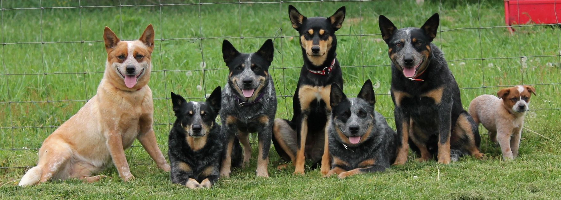 Stellar Cattle Dogs - Cattle Dog, Breeder, Herding