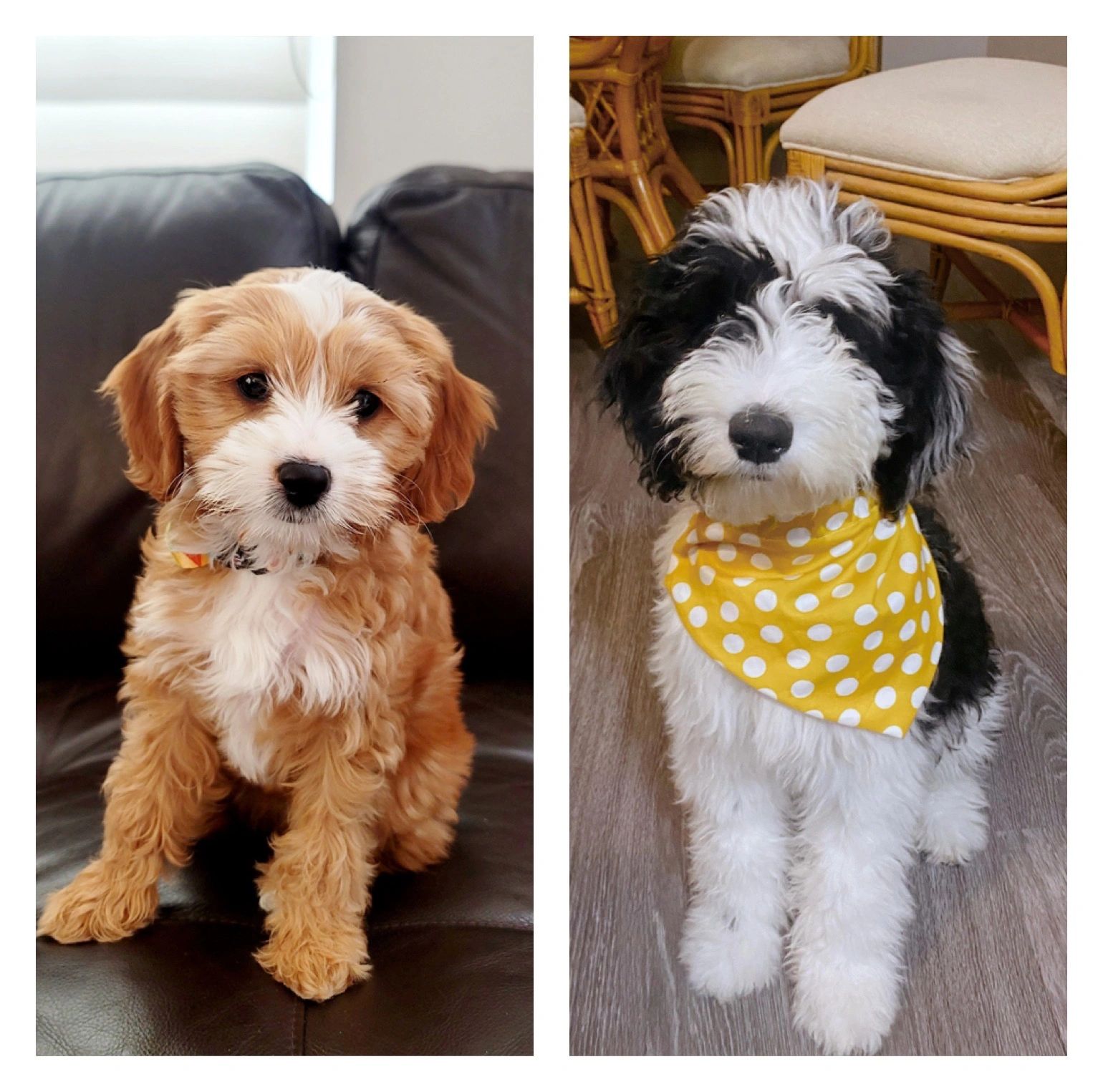 Doodle Corner - Cavapoo and Sheepadoodle Puppies