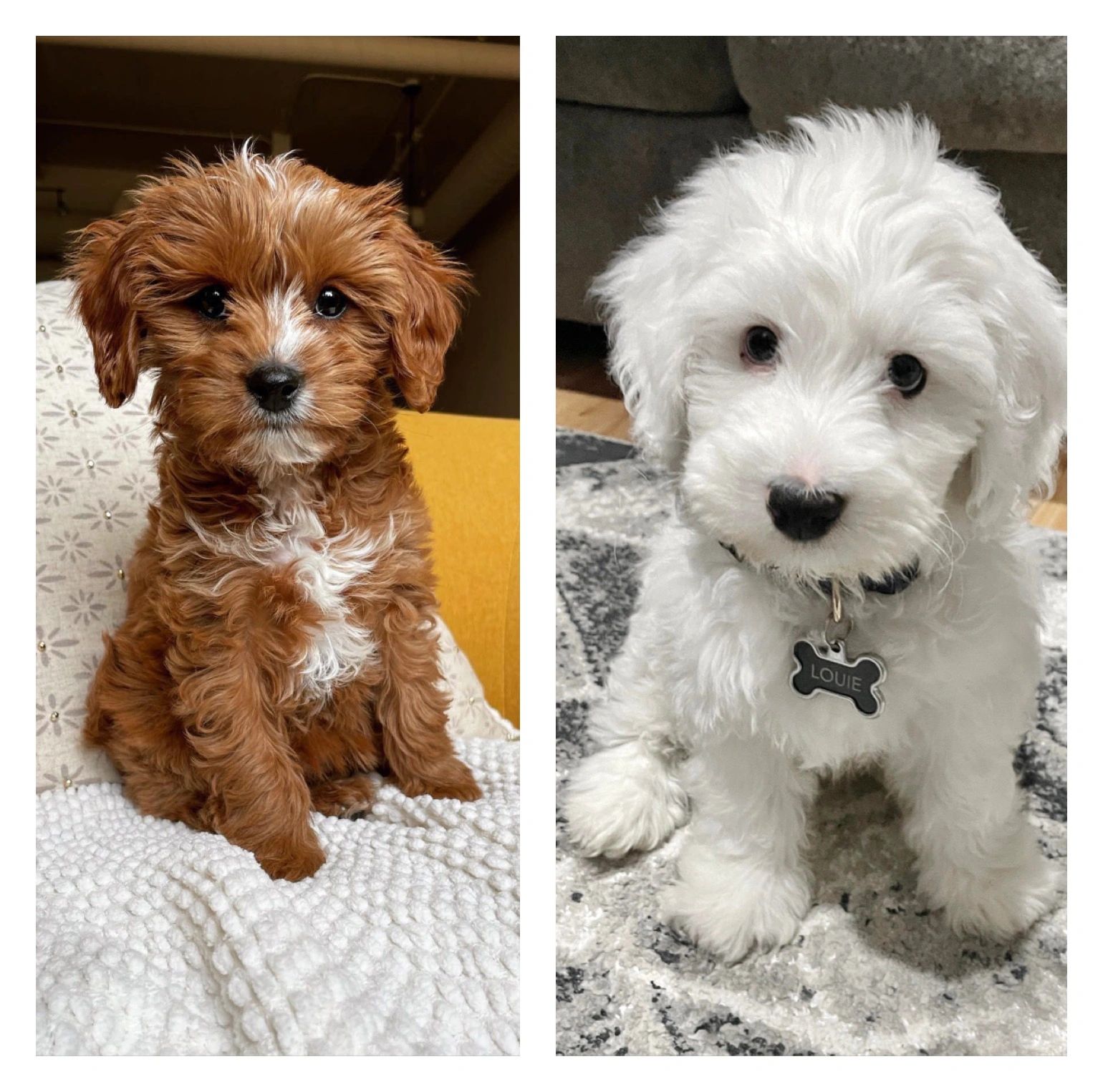 Doodle Corner - Cavapoo and Sheepadoodle Puppies