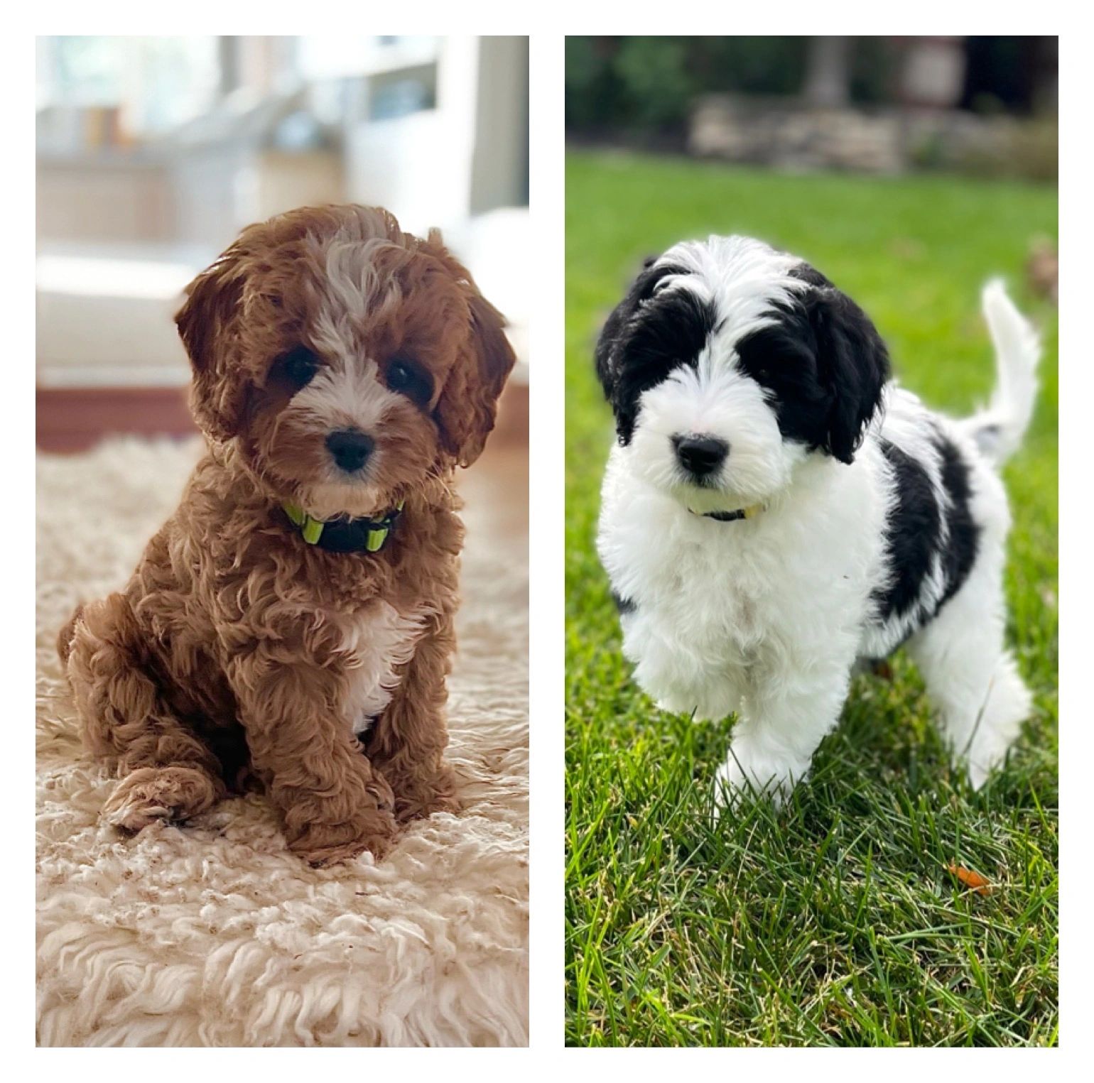 Doodle Corner - Cavapoo and Sheepadoodle Puppies