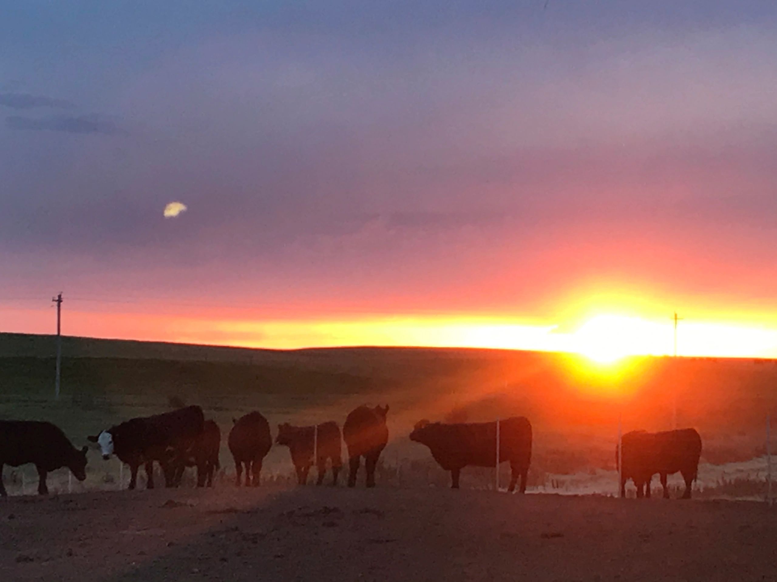 KEY Cattle Development - Heifer, Cattle Development
