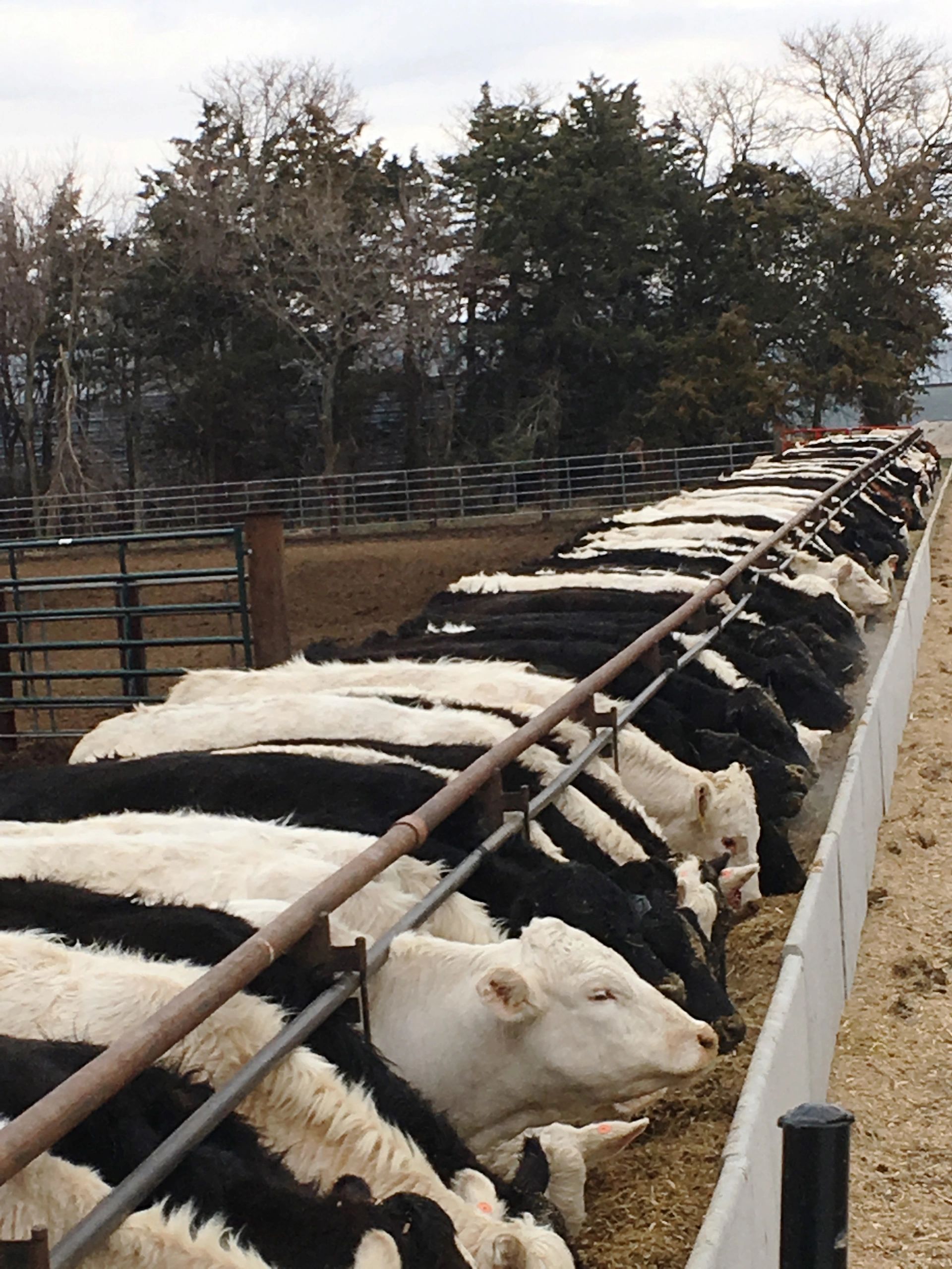 Photo Gallery | KEY Cattle Development