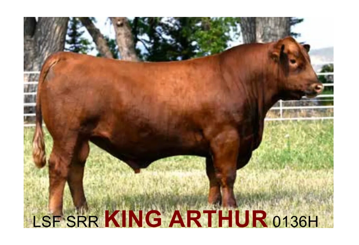 M3 Cattle Company - Registered Red Angus Catlle