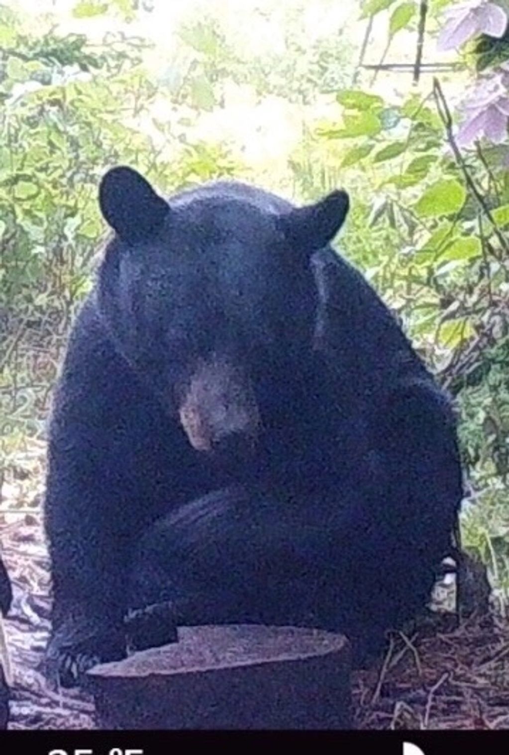 Wisconsin Bear Hunting - Wisconsinbearhunting.com