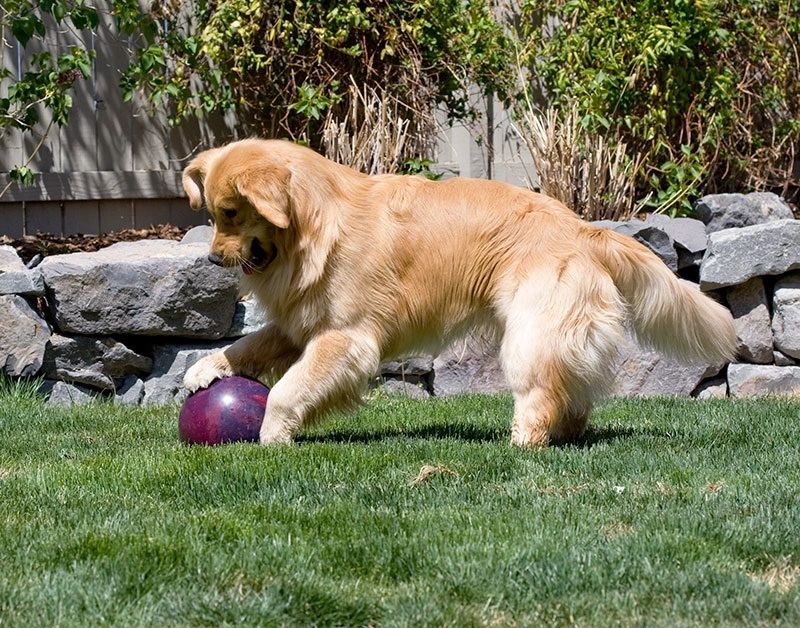 My Dogs Gym Training Centre Dog Day Care Dog Training my-dogs-gym-training-centre-dog-day-care-dog-training