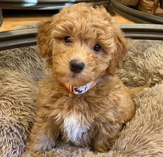 Mini Doodle Breeder - La Petite Mini Doodles