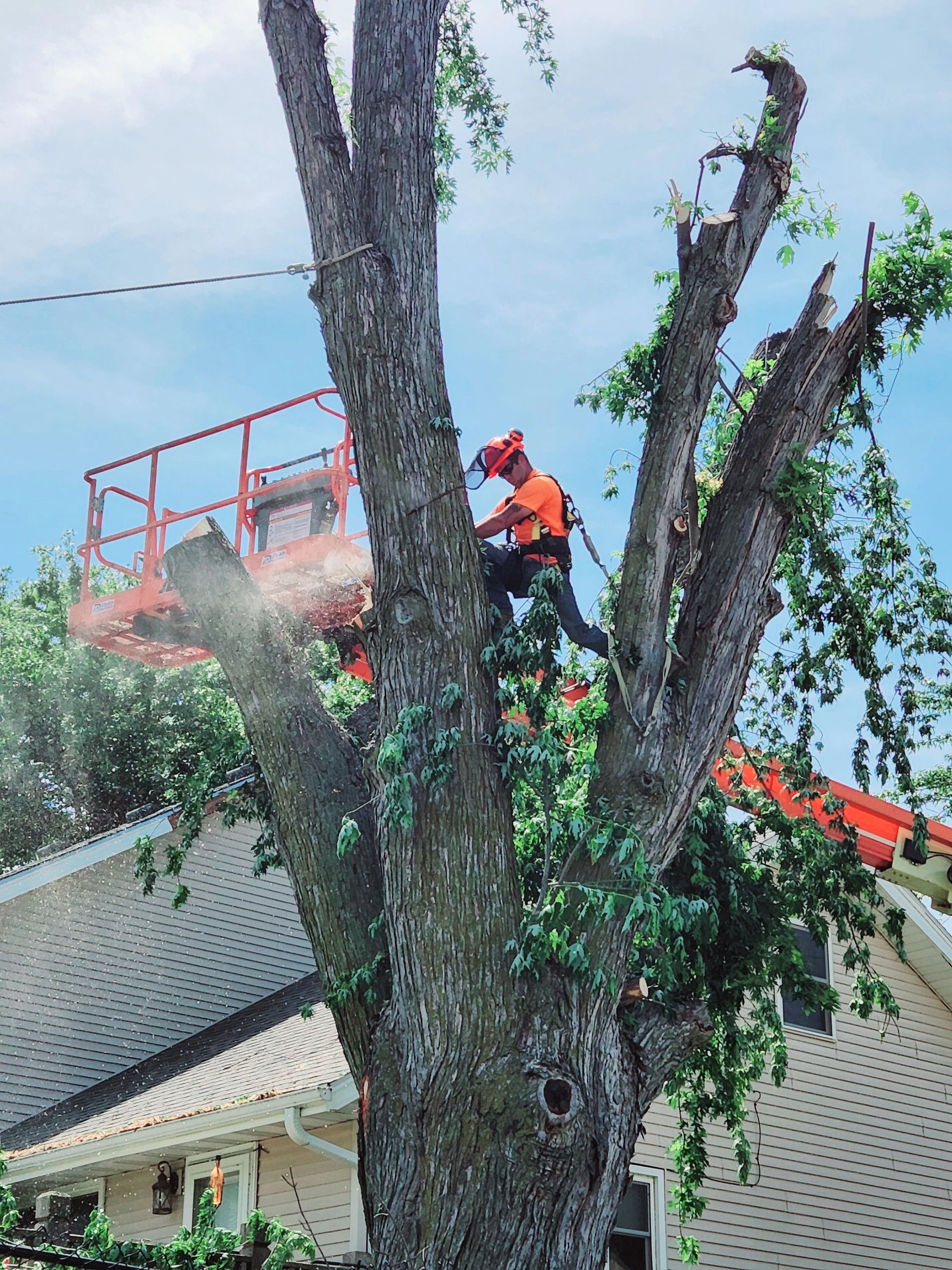 Topple Tree Service & Snow Removal L.L.C