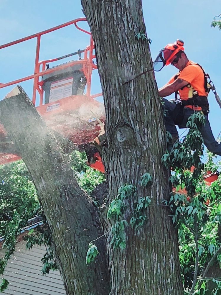 Topple Tree Service & Snow Removal L.L.C