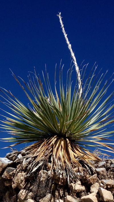 EL SOTOL | Gallo Santo