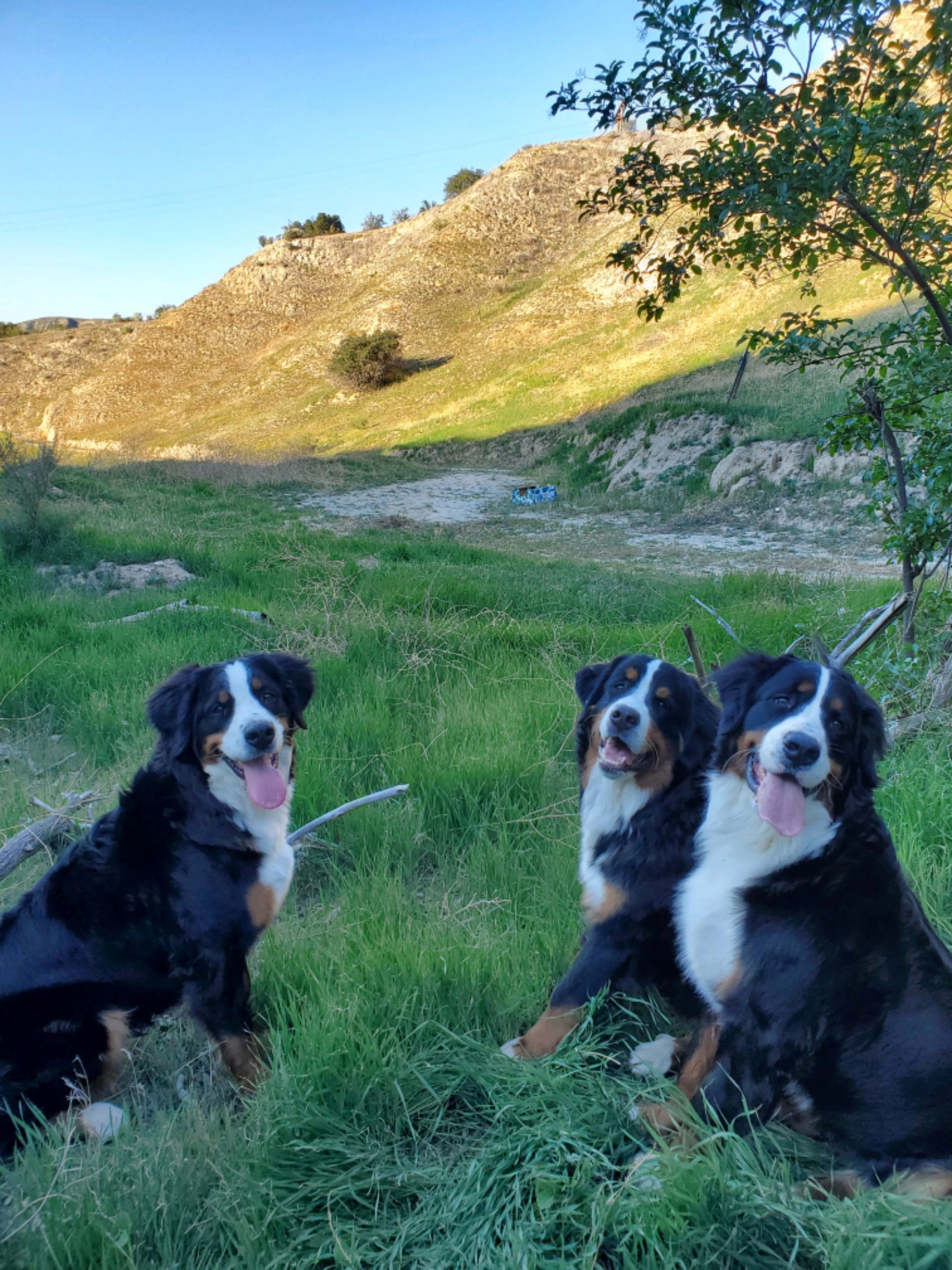 Country Feels Ranch - Bernese Mountain Dogs, Breeder, Puppy for Sale