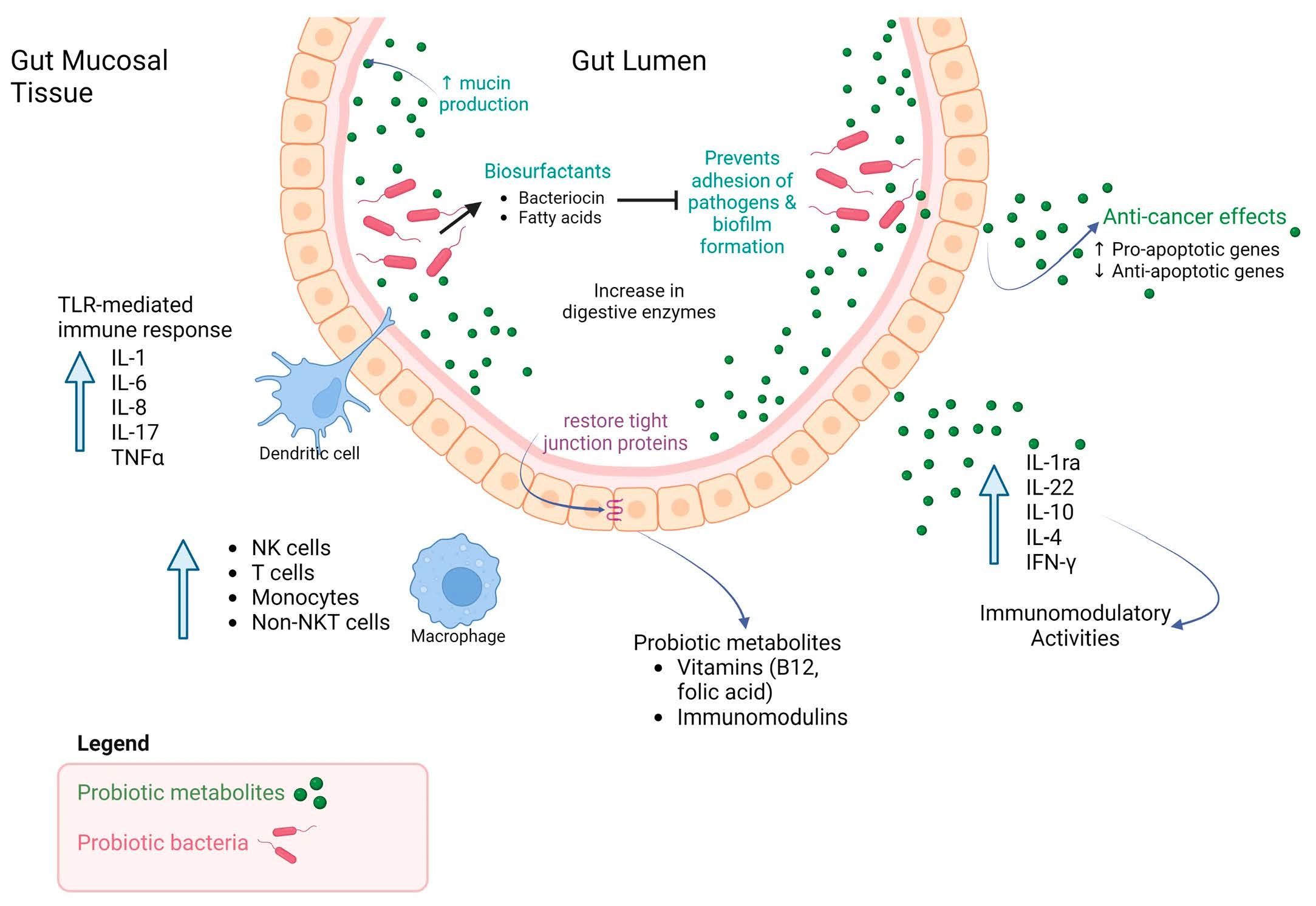 Probiotic under Normal versus Inflamed Culture Conditions