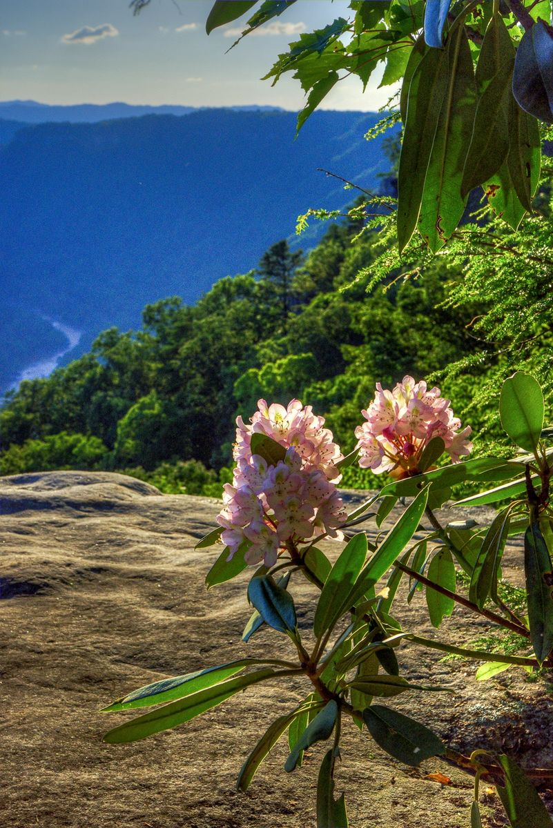 The West Virginia State Flower